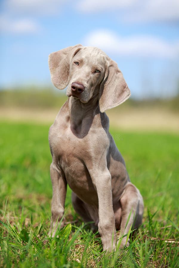 Weimaraner puppy stock image. Image of puppy, little - 31392011