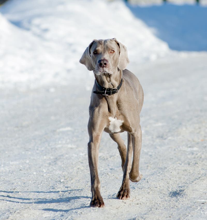 Weimaraner Dog Running at Full Speed Stock Photo - Image of grey, keen ...