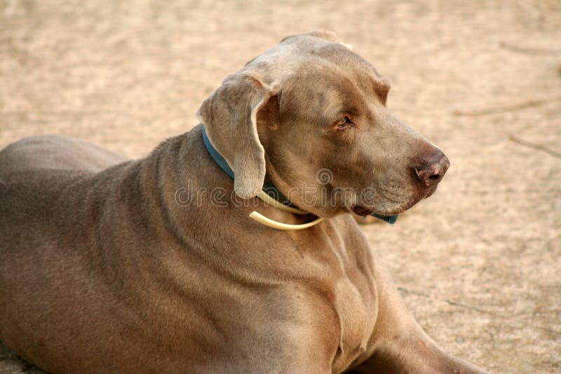 Weimaraner on side walk stock photo. Image of watch, fence - 7545154