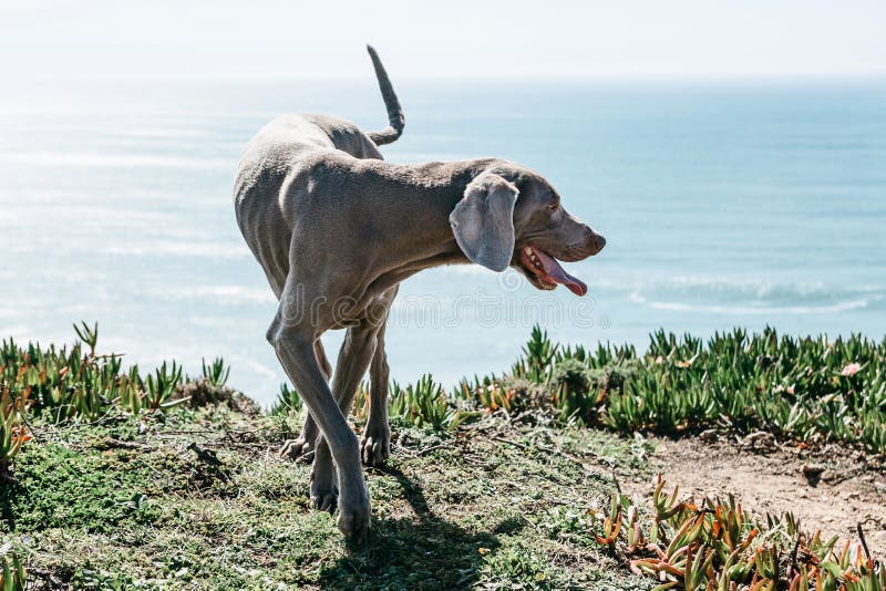 A Weimaraner or Weimar Pointer Breed Dog Walks Outdoors Against the ...