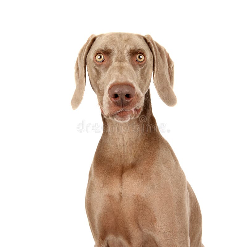 Weimaraner is running stock image. Image of view, frozen - 36720599