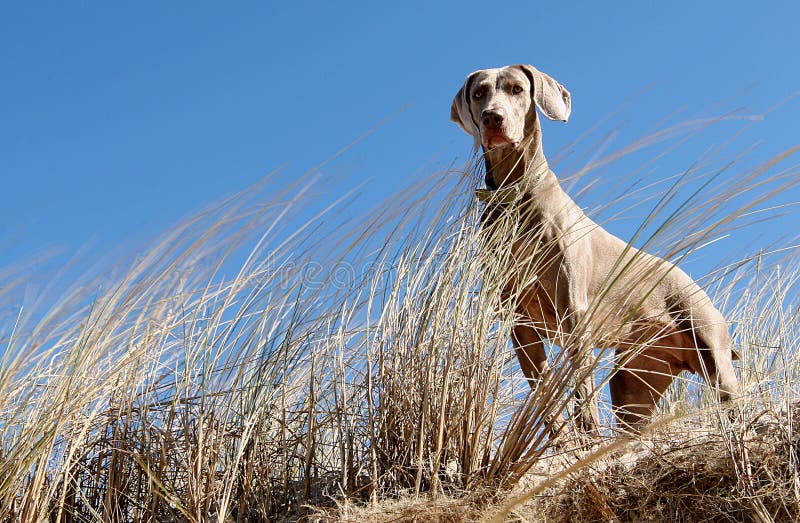 Weimaraner is running stock image. Image of view, frozen - 36720599