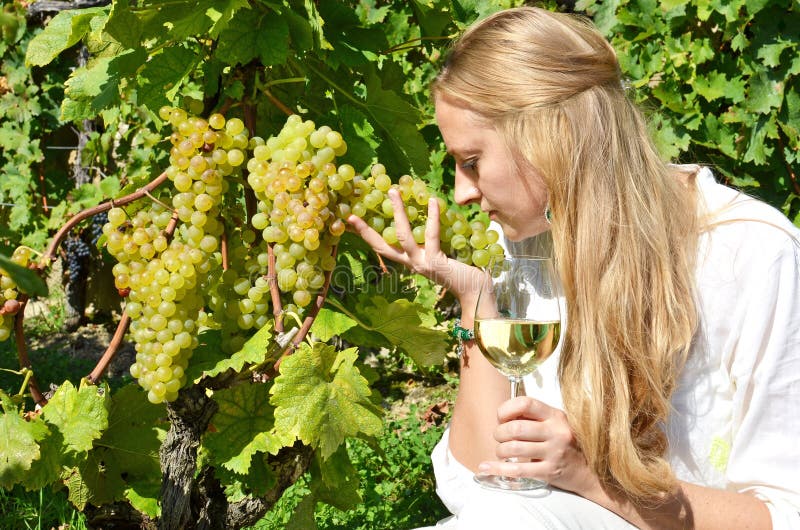 Wein und Trauben stockbild. Bild von ernte, leute, frucht - 61097501