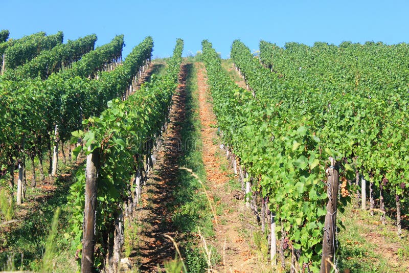 Weinberg Mit Dunklen Trauben Auf Dem Baum Stockfoto - Bild von dunkel ...