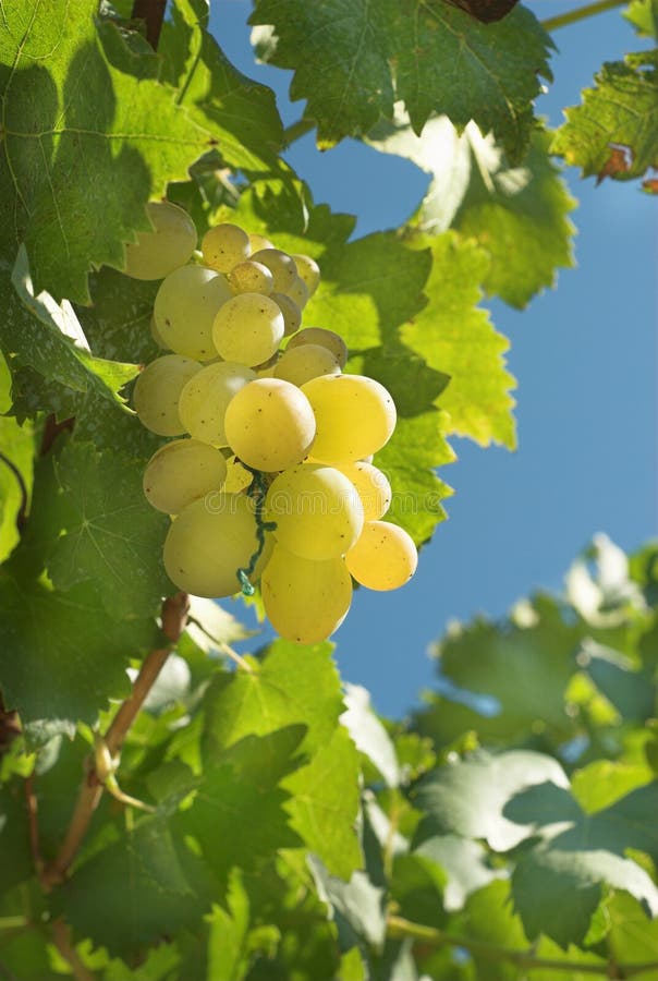 Weinberg-Traube stockbild. Bild von blätter, versammlung - 3020585