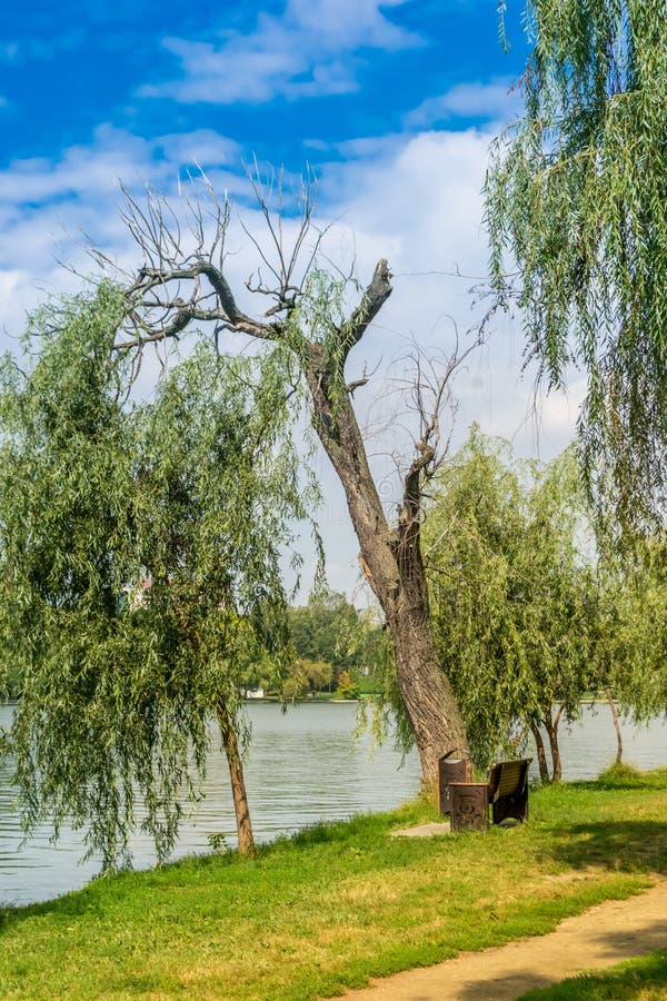 Weinende Weide-Baum stockfoto. Bild von grün, sommer - 10010392
