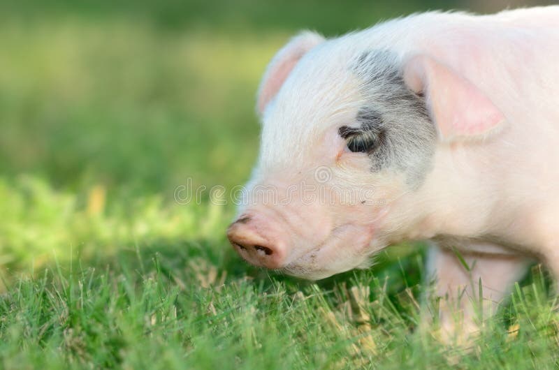 Weiner Pig stock image. Image of ears, baby, pork, yorkshire - 20955851
