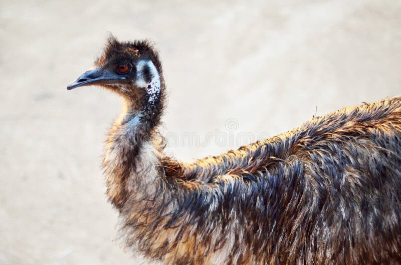 Weinig Emoe stock afbeelding. Image of dieren, duidelijk - 32054377