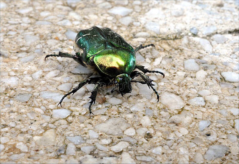 Grote groene kever stock foto. Image of groen, romantisch - 58079272