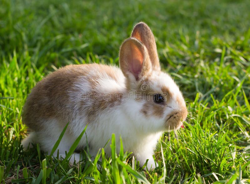 Kleine Konijnen Op Groen Gras Op Zomerdag Witte Konijn Met Bruine ...