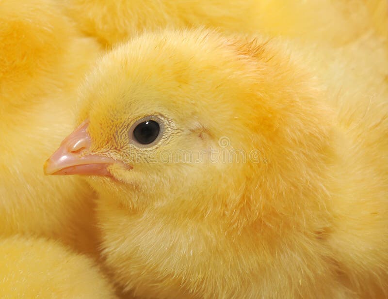Weinig Kuiken Op Blauw De Kippen Leuk Pasgeboren Dierlijk Close-up Van ...