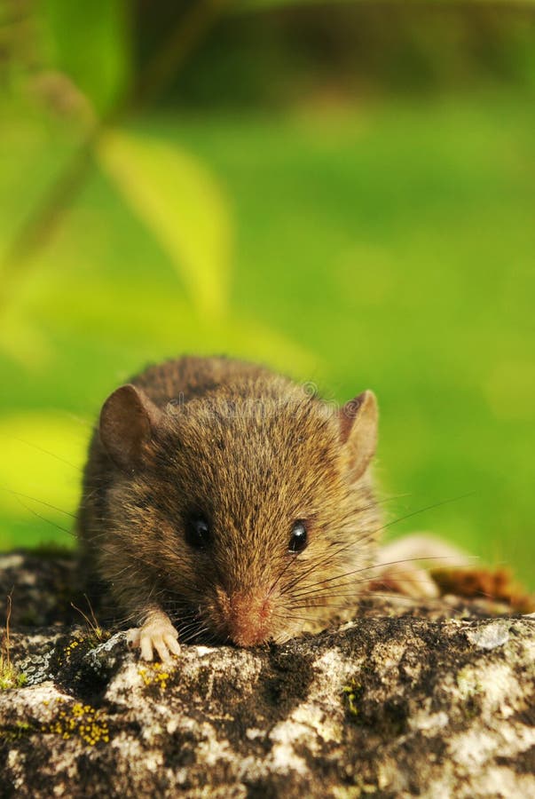 Kleine Schattige Muis Op De Steen Stock Foto - Image of bovenkant ...