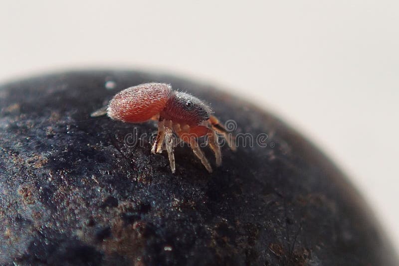 Weinig Rode Het Springen Spin Op Een Druif Stock Afbeelding - Image of ...