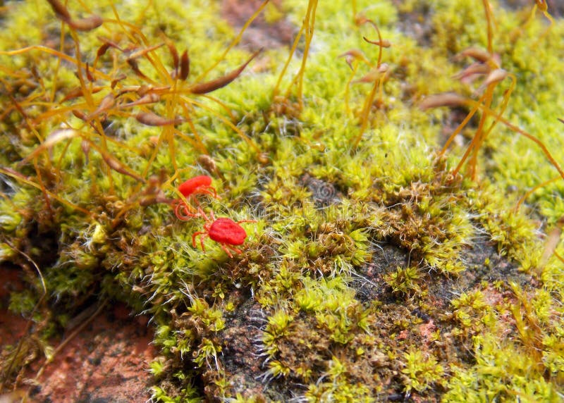 Weinig rode spin stock foto. Image of nave, dier, spin - 114660854