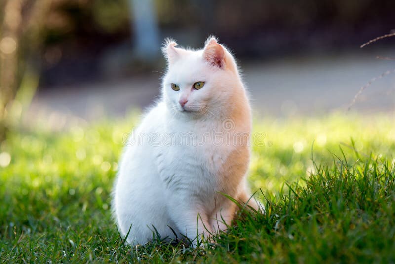 Weinig Witte Kat Op De Tuin Stock Afbeelding - Image of gras, tuin ...