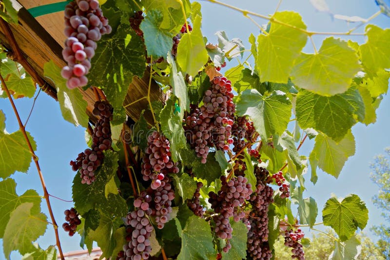Weinreben rot stockfoto. Bild von rund, sommer, bestandteil - 57755110