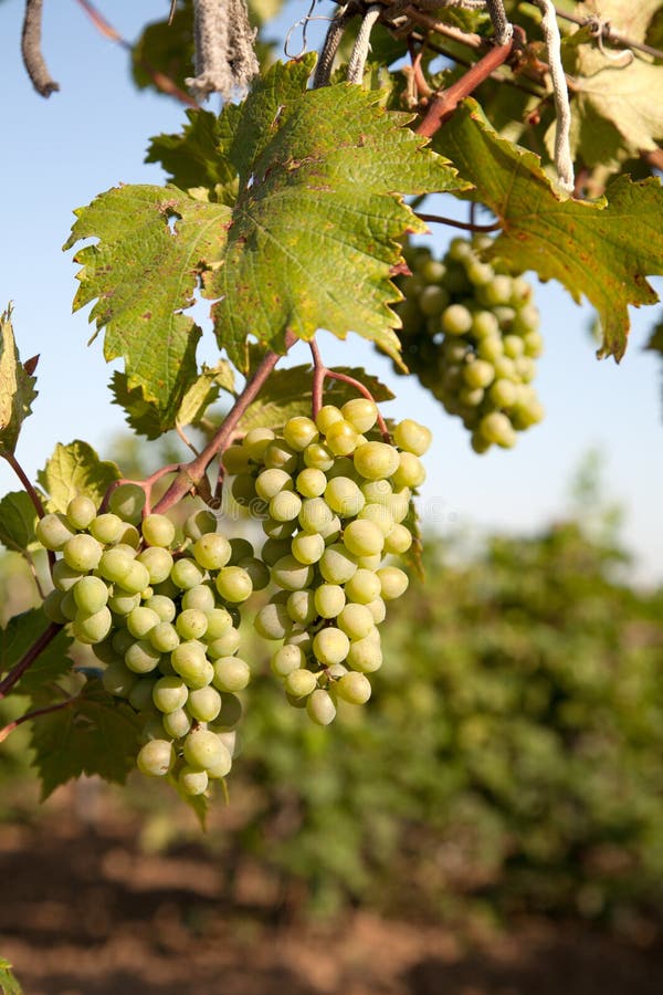 Nahes hohes des Weinstocks stockfoto. Bild von jahreszeit - 108379594