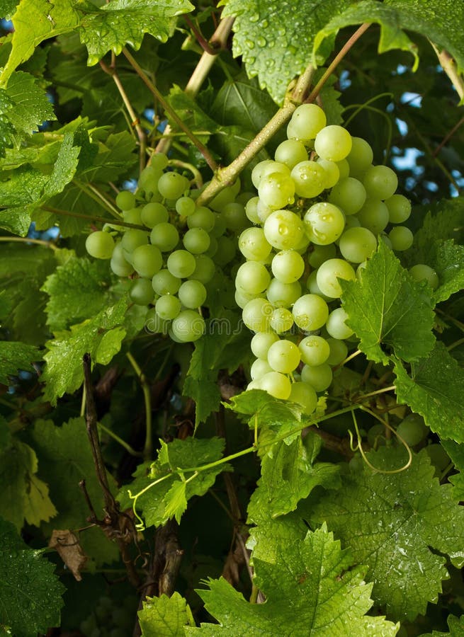 Weinstock stockbild. Bild von land, wein, wiese, weinstock - 14342033