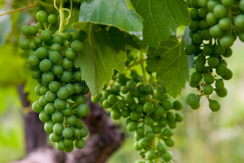 127,018 Weinstock Stock Fotos - Freie & Royalty-Free Stock Fotos von ...