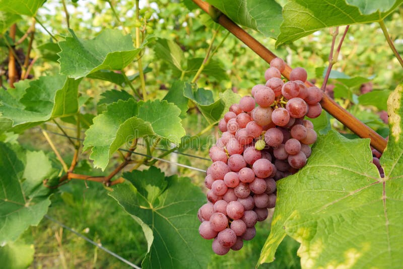 Weinstock stockbild. Bild von garten, zweig, saftig, feld - 45092205