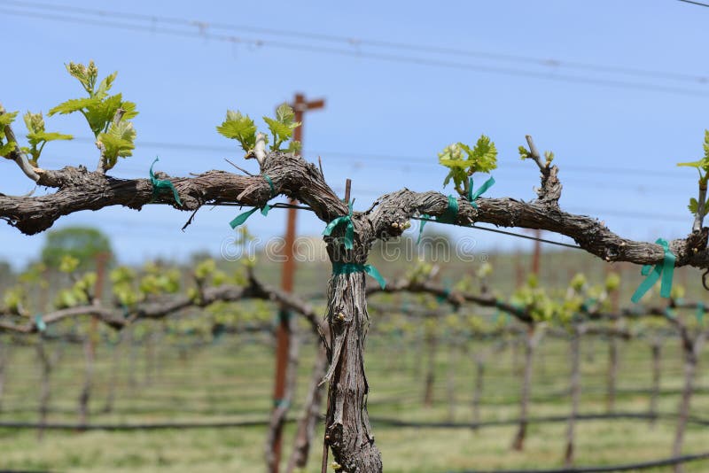 Weinstock im Frühjahr stockbild. Bild von feld, weinberg - 34371117