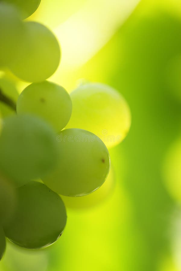 Nahaufnahme Einer Weintraube Stockfoto - Bild von unschärfe, wachsen ...