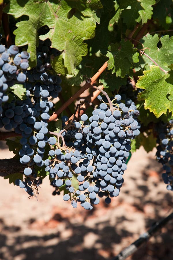 Weintraube stockfoto. Bild von weintraube - 13359224