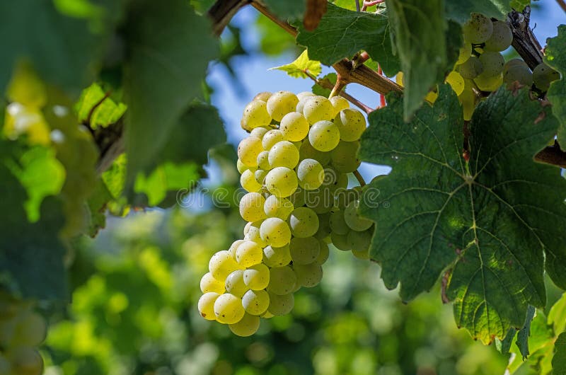 Weiße Traube auf der Rebe stockbild. Bild von frucht - 11151269