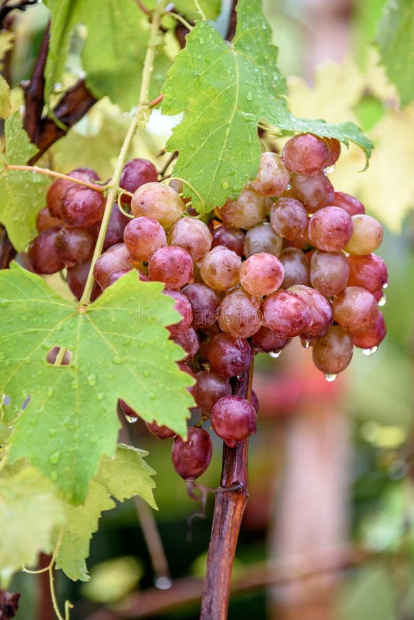 Weintraube Auf Einer Rebe Im Sonnenschein Die Weinbauertrauben Auf ...