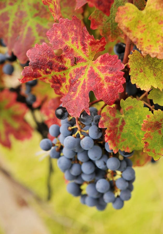 Weintraube stockbild. Bild von dämmerung, herbst, weinberg - 11120789