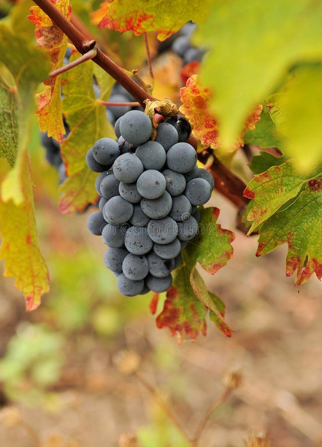 Weintraube stockbild. Bild von dämmerung, herbst, weinberg - 11120789
