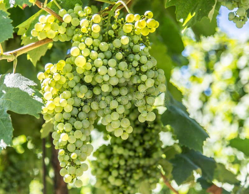 Weintrauben auf der Rebe stockfoto. Bild von frucht, sonne - 84641200