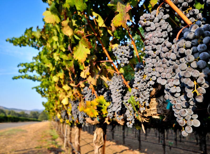 Weintrauben Auf Der Rebe Auf Einem Gebiet Stockfoto - Bild von reben ...