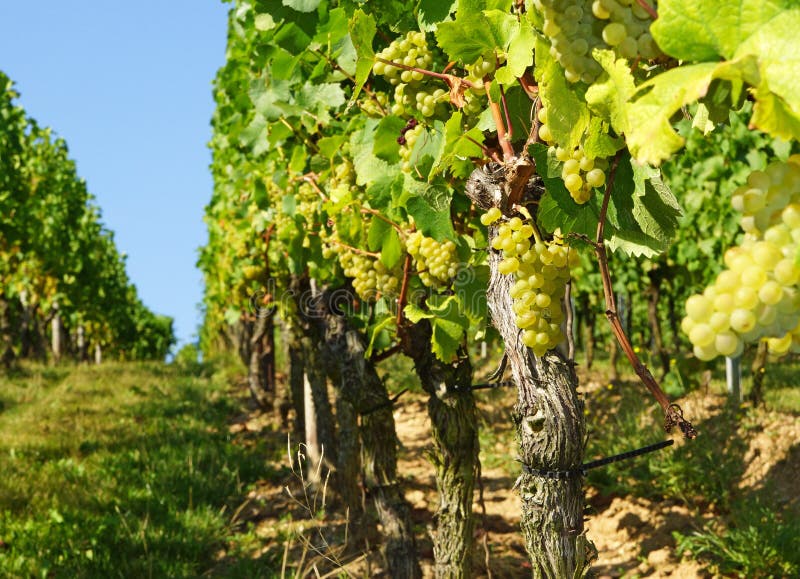 Weintrauben auf Reben stockfoto. Bild von recedes, gereift - 26953544