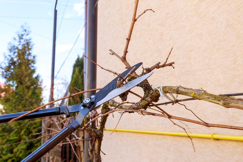 Weintrauben Mit Gartenschere. Entstehung Eines Traubenstrauchs ...