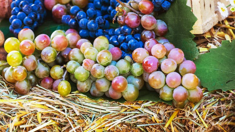 Weintrauben Sorten Und Der Verschiedenen Farben. Stockfoto - Bild von ...
