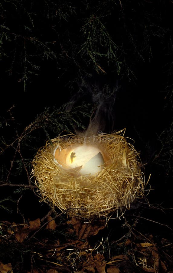 Alien Egg Hatch Stock Photos - Free & Royalty-Free Stock Photos from ...