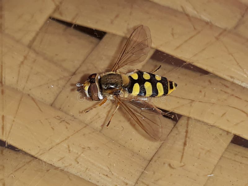 A Weird Bee Looking Like Fly I Catch Stock Photo - Image of lying ...