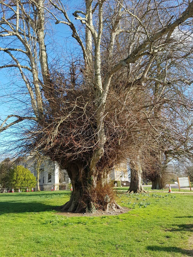 Weird Big Tree on a Green Park Stock Photo - Image of tree, green ...