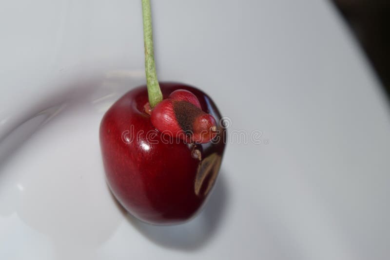 Weird fruit stock photo. Image of grass, garden, round - 9264222