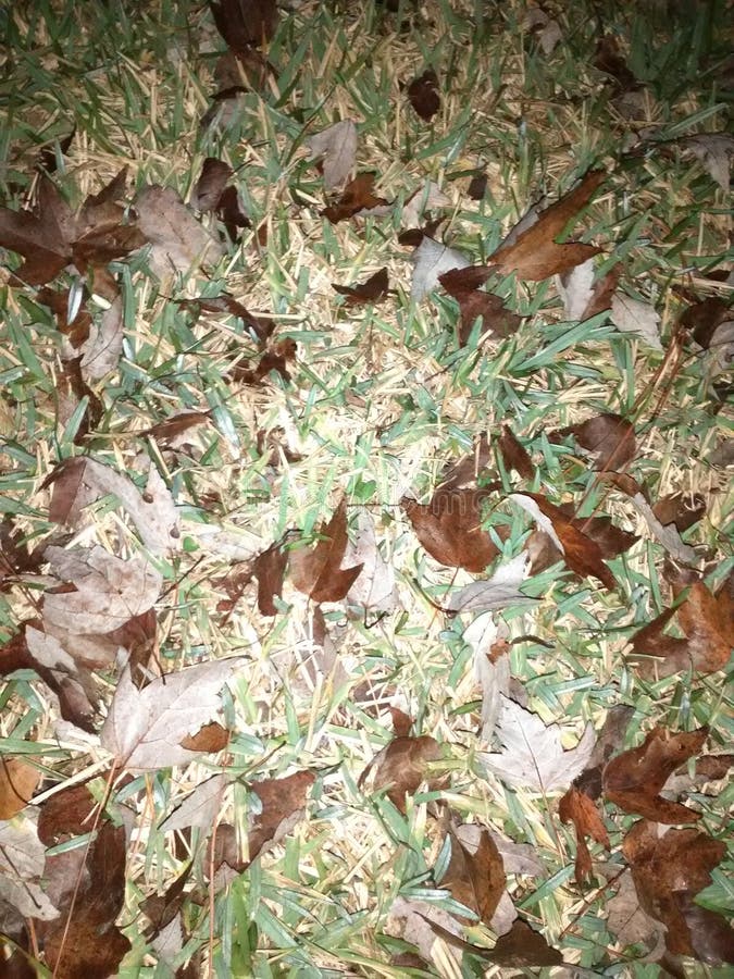 Weird stock photo. Image of fall, leaf, forest, weird - 84144574