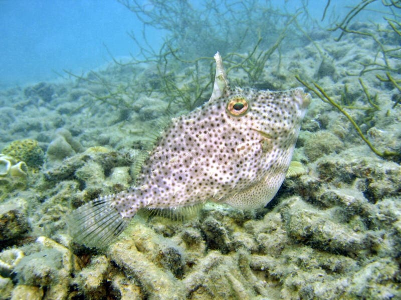 Weird Fish stock photo. Image of leatherjacket, filefish - 293994