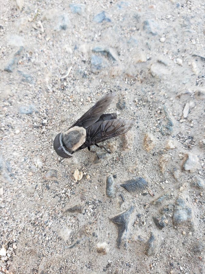 Weird Fly Insect Animal Black Fly Stock Photo - Image of soil, sand ...