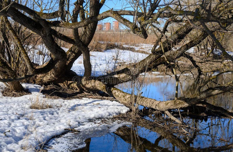 Weird Forked Tree at a Creek Side in Spring. the Tree Trunk and Its ...