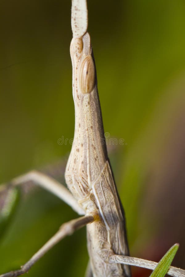 Weird grasshoppper stock photo. Image of nature, grasshopper - 105944146