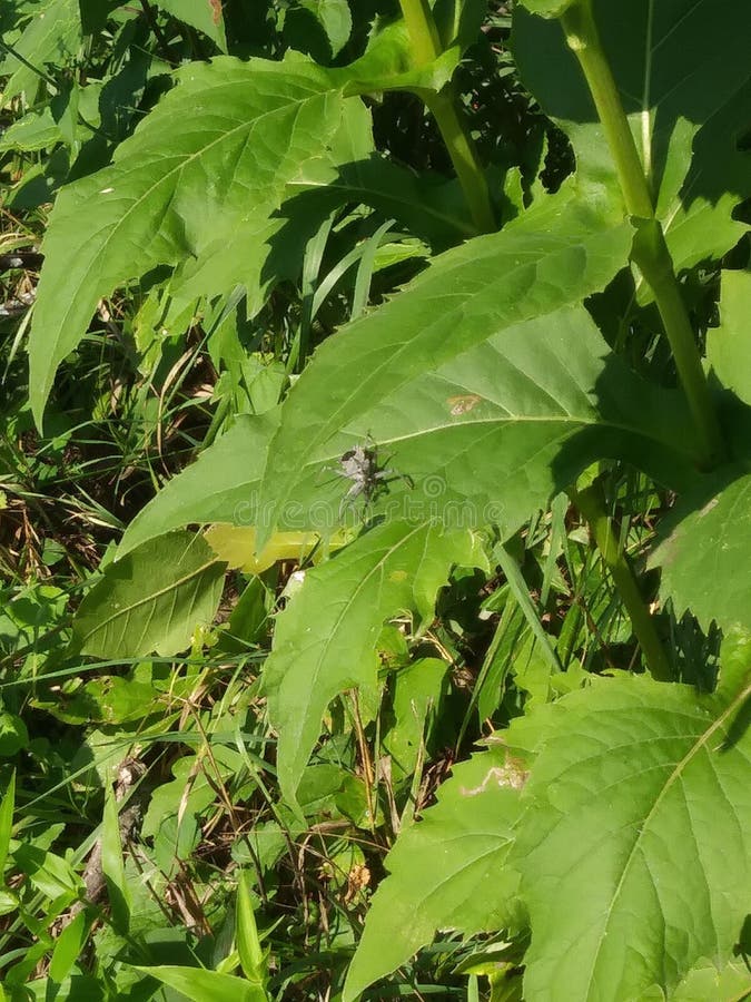 Weird Gray Flying Bug Insect Stock Photo - Image of flying, insect ...