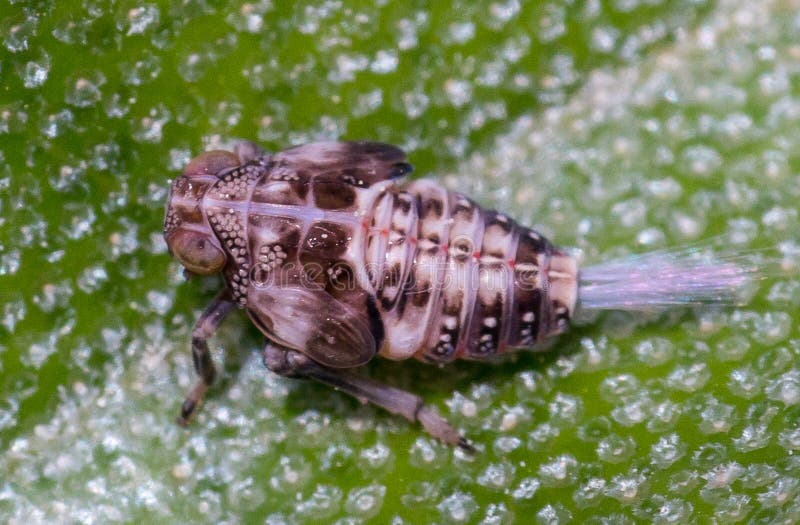 Weird Insect with Strange Tail, Mutant Species and Genetic Mutation ...