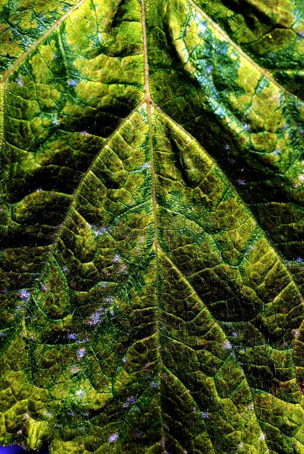 Weird Leaf Texture stock image. Image of flower, macro - 7118529
