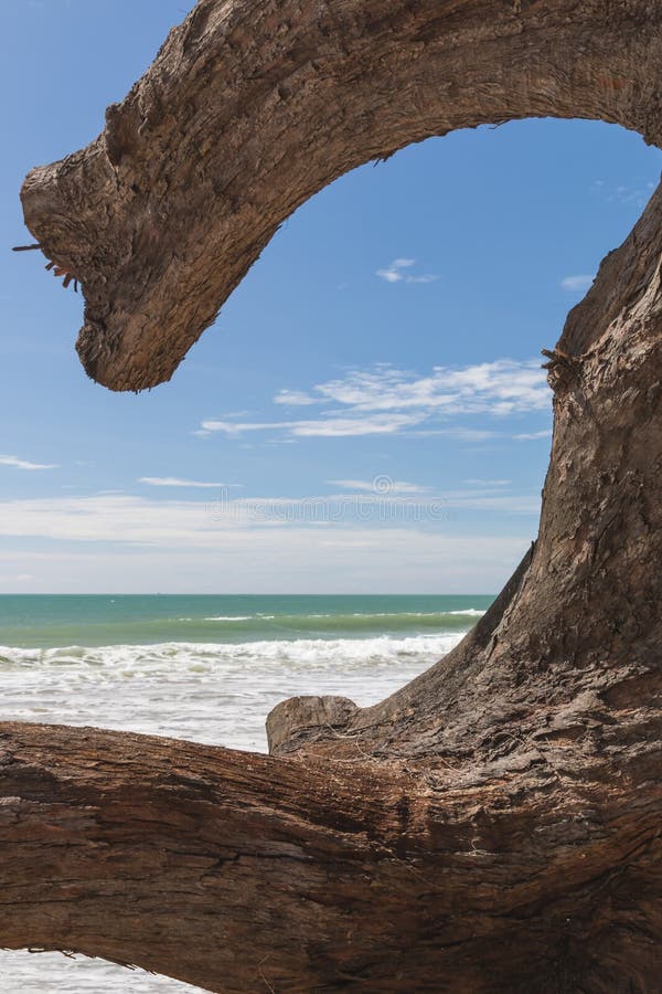 Weird Log Beach Stock Photos - Free & Royalty-Free Stock Photos from ...