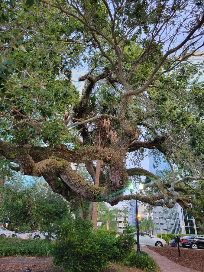 Weird Looking Tree, in Semi Urban Setting Stock Image - Image of ...
